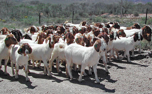 goat export india | Our Nagpur